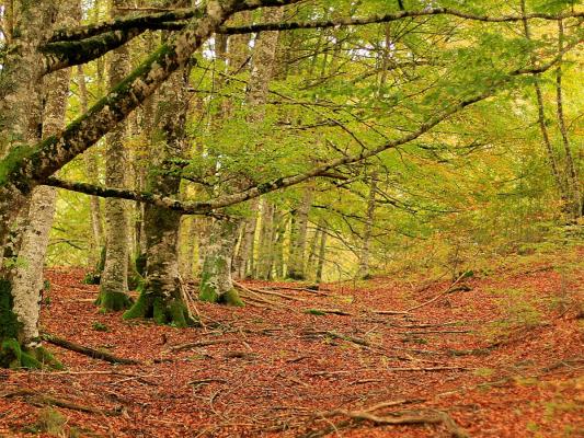 Fil per Randa - Club de viatges - Inici